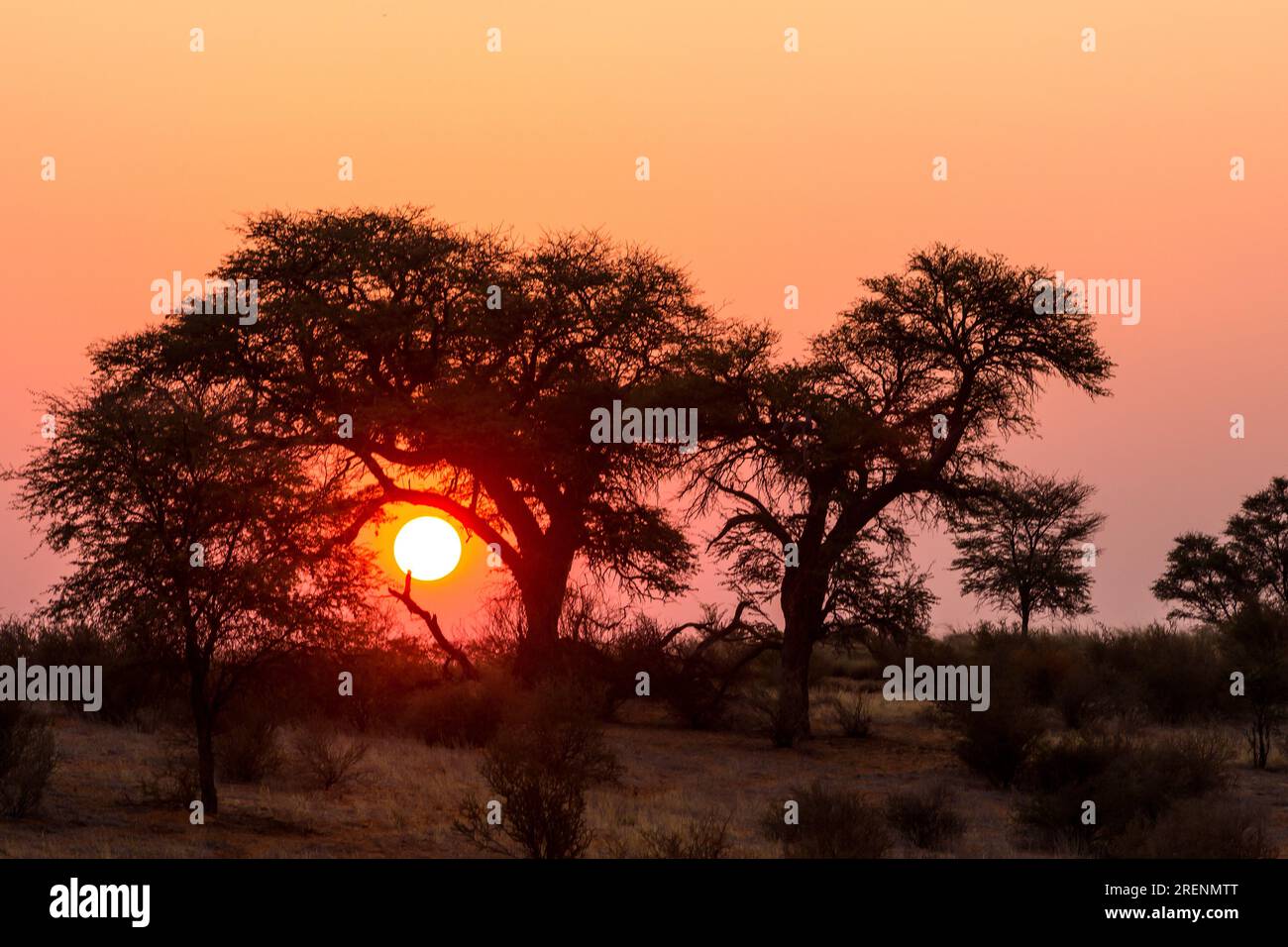 Kalahari Desert Sunset