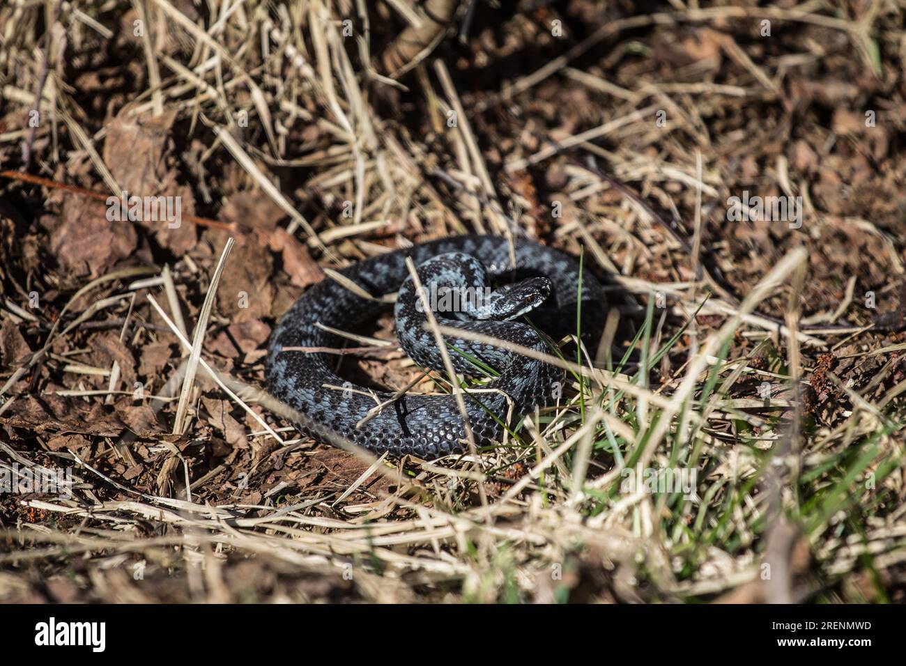 Animal color polymorphism. A rare intermediate form of adder(Vipera ...