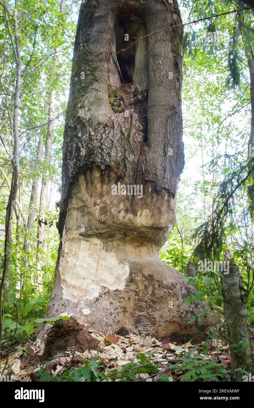 Beaver belted tree with his teeth. Large century-old aspen for beavers ...