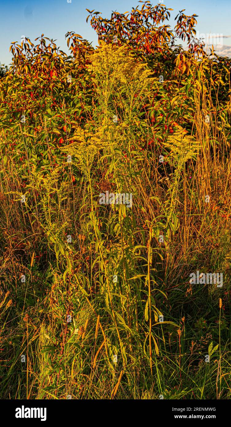 Lake ilmen plants hi-res stock photography and images - Alamy