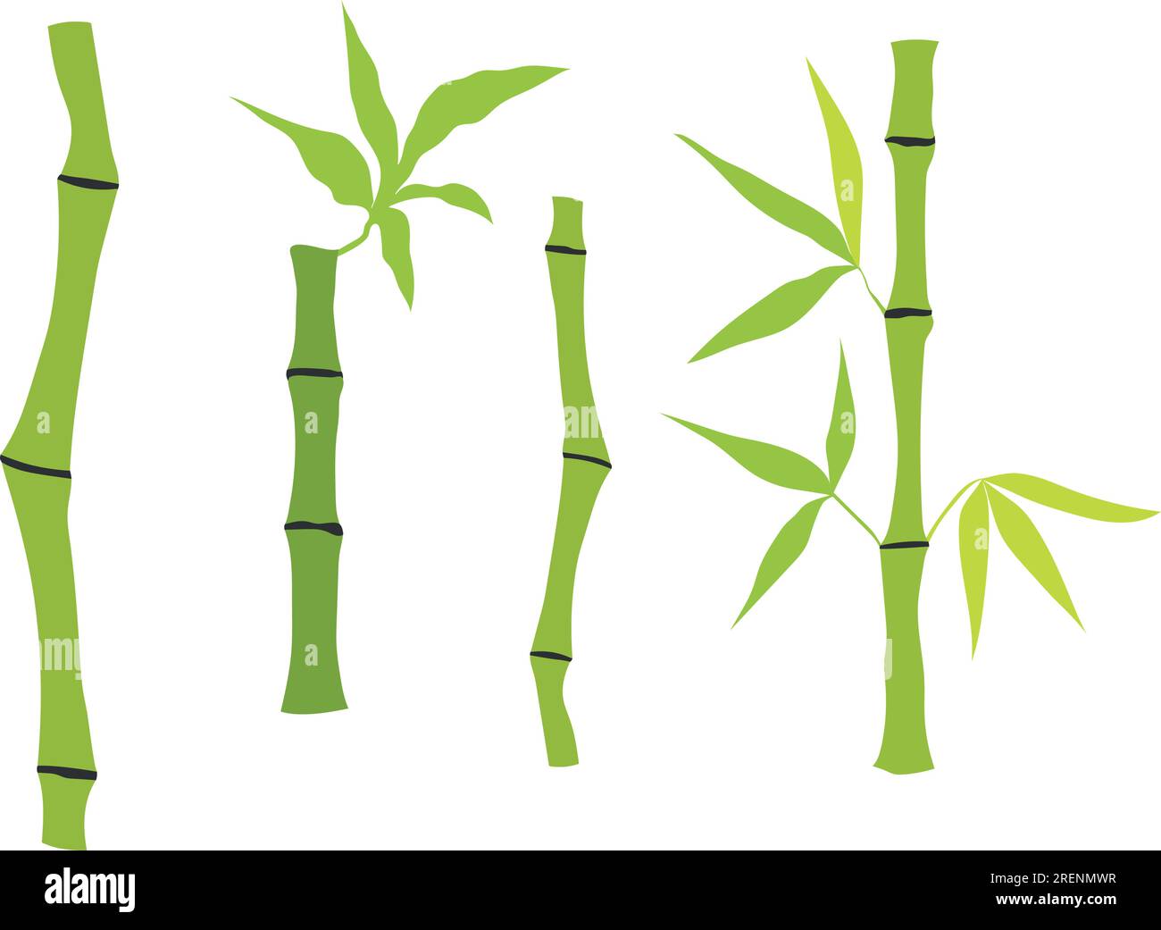 Hand drawn bamboo stem and leaves. Set of bamboo tree. Hand drawn ...
