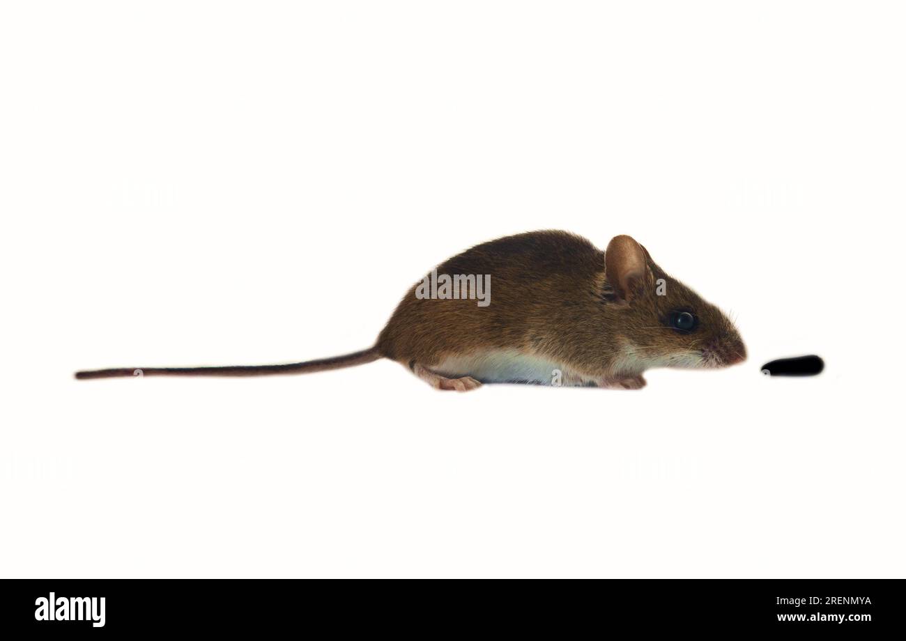 Mice are notorious pests of agriculture and households, harmful animals ...