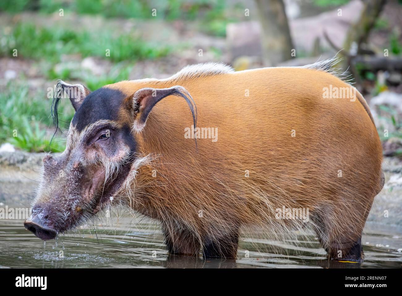 The red river hog (Potamochoerus porcus) is a wild member of the pig ...