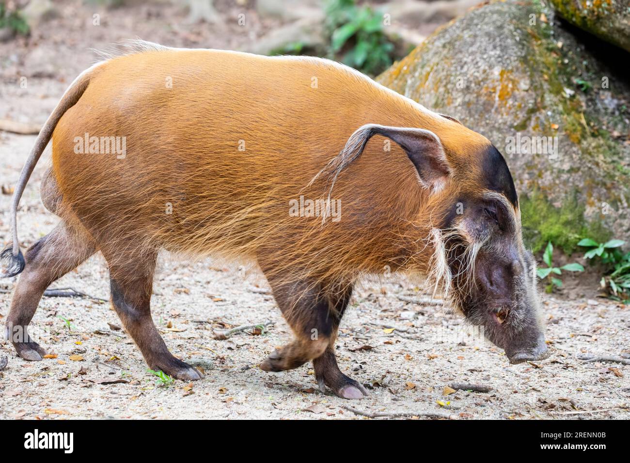 The red river hog (Potamochoerus porcus) is a wild member of the pig ...