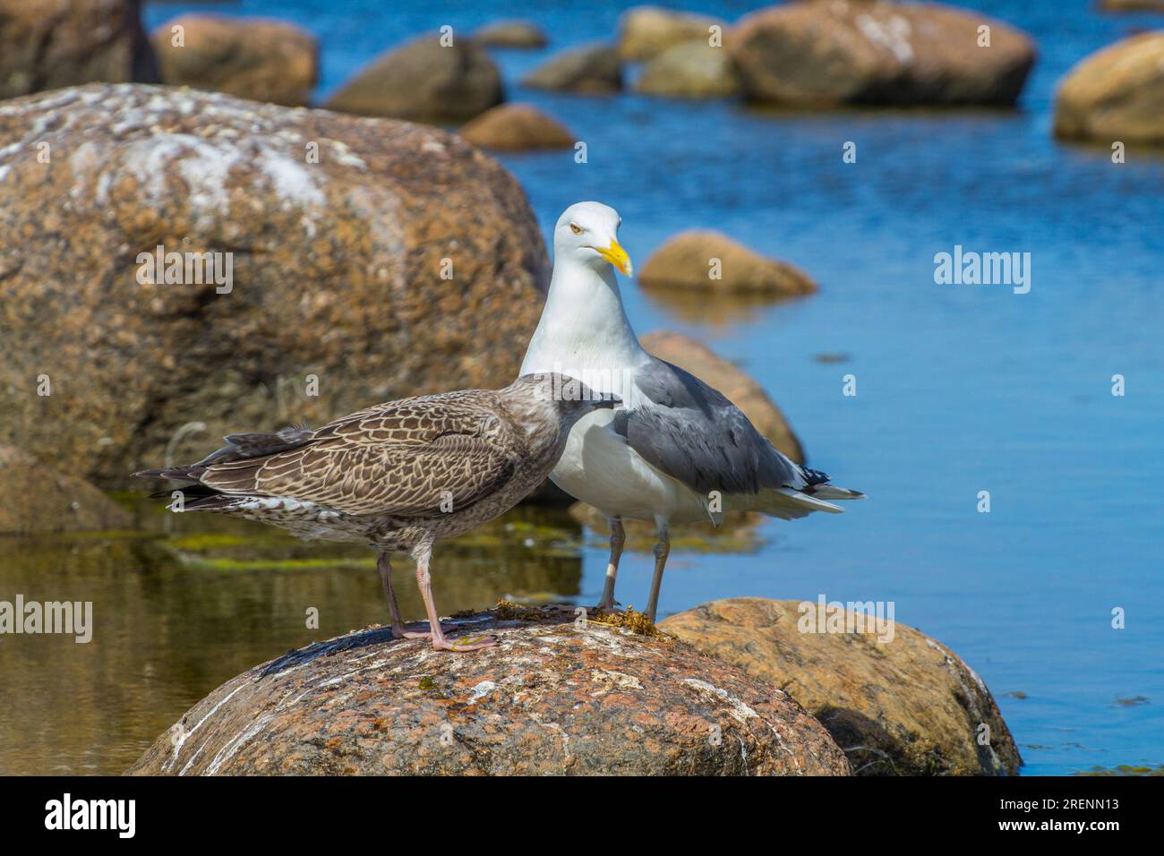 Systematics gulls hi-res stock photography and images - Alamy