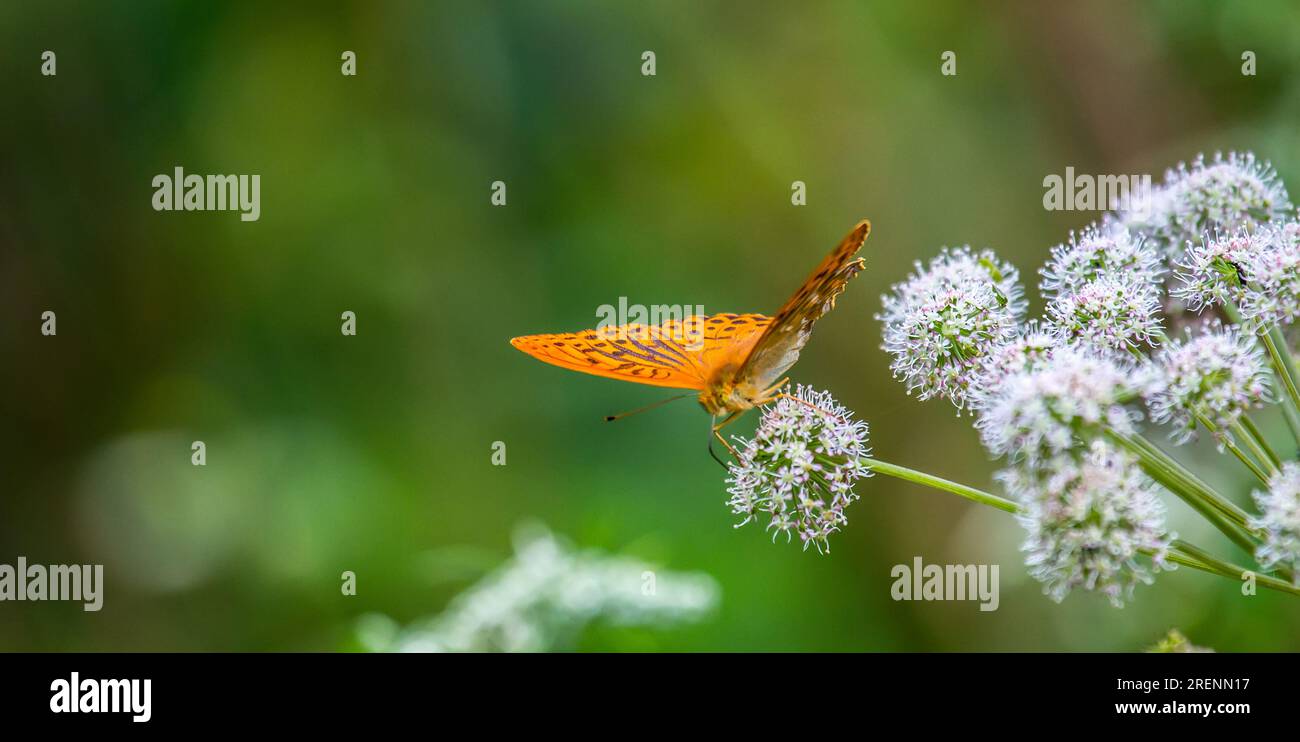 Phytotoxin. Cicuta, poison parsley (Conium maculatum) flower is very ...