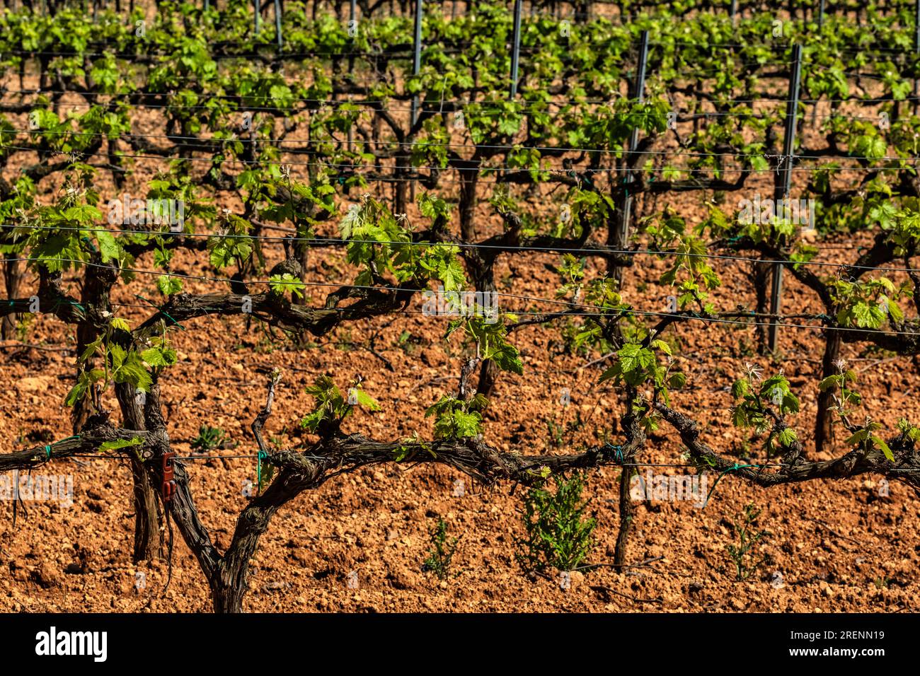 Traditional Mediterranean vineyards. Grape vine steam. Landscape with ...