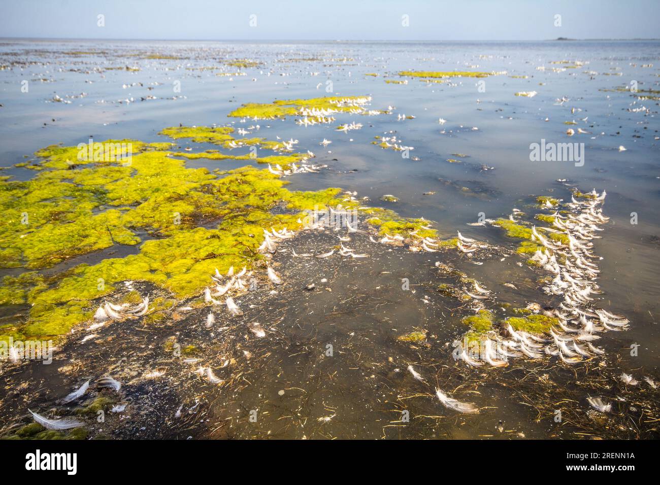 Shallow lake with blooming water (eutrophication). But the abundance of ...