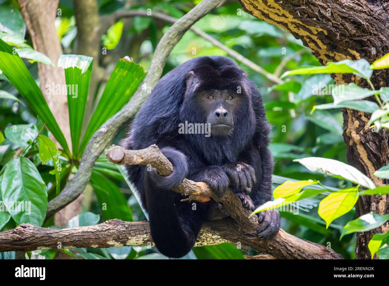 The closeup image of black howler monkey (Alouatta caraya). Only the ...
