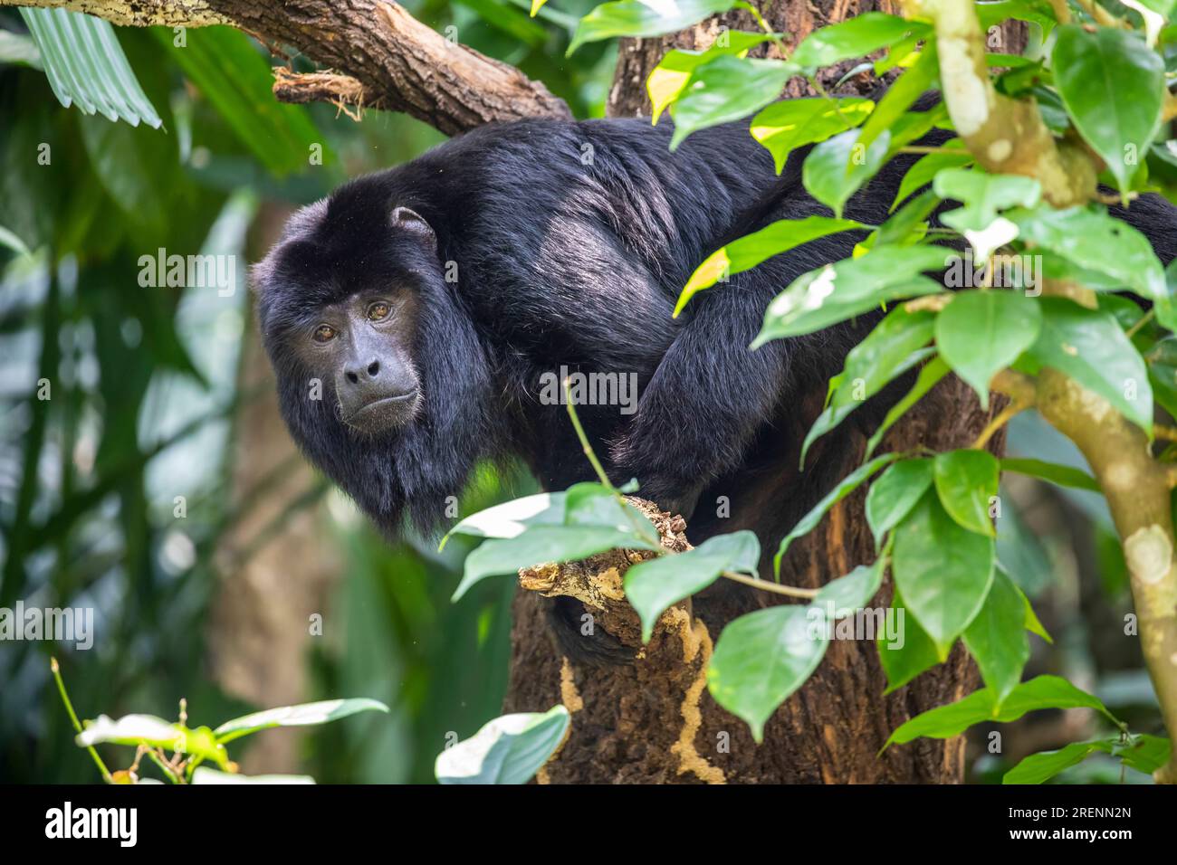 The closeup image of black howler monkey (Alouatta caraya). Only the ...