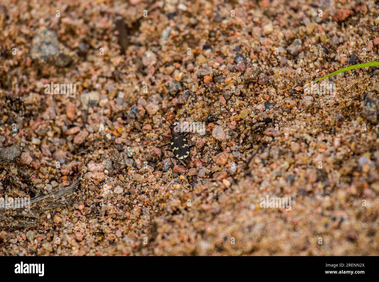 Assimilation coloration hi-res stock photography and images - Alamy