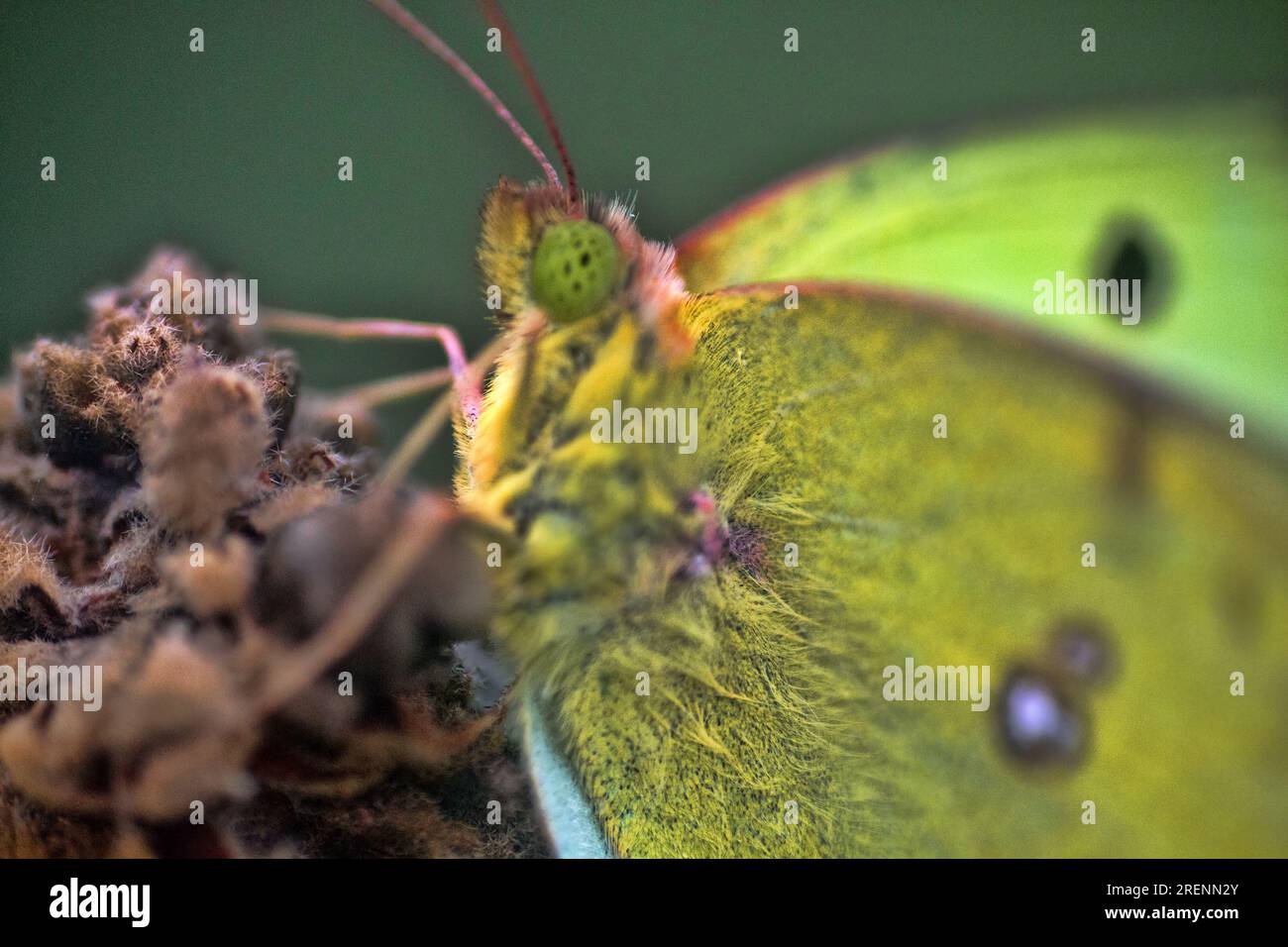 High magnification butterfly jaundice hi-res stock photography and ...