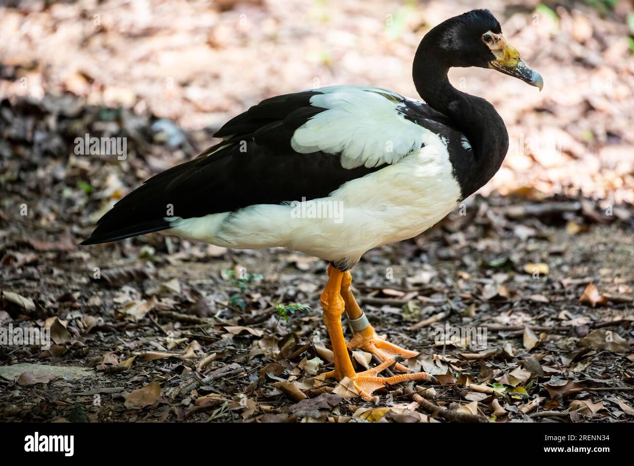 The magpie goose (Anseranas semipalmata) is the sole living ...