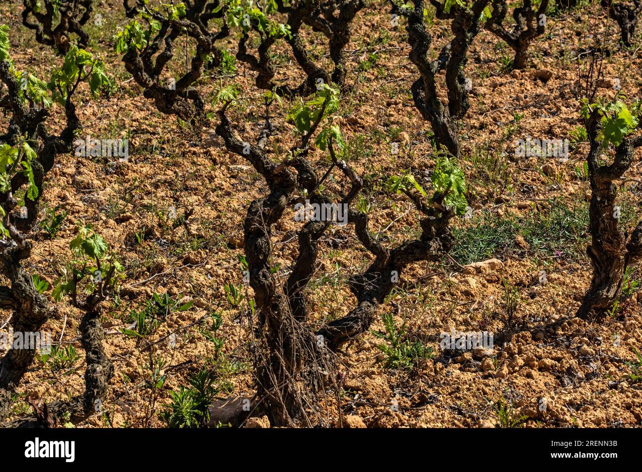 Old grape vine steam. Landscape with vineyards. Garraf, province ...