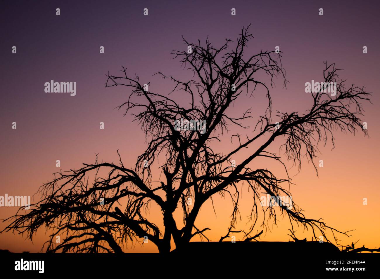 Tree at dusk in the Kalahari Desert Stock Photo - Alamy