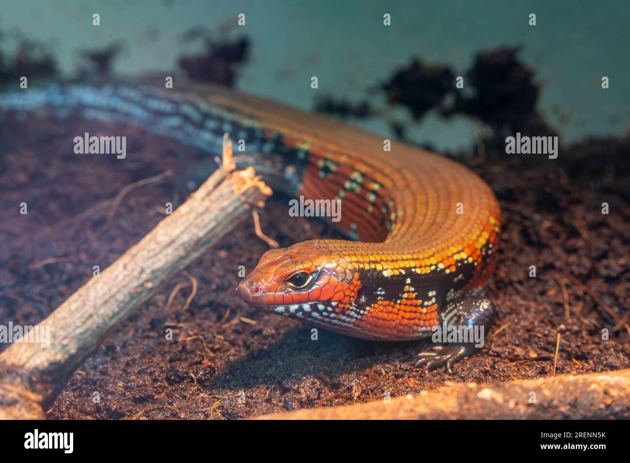 The fire skink (Mochlus fernandi) is a fairly large skink, a species of ...