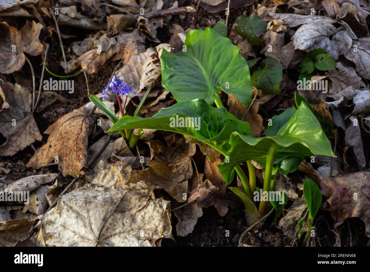 Cuckoopint or Arum maculatum arrow shaped leaf, woodland poisonous ...