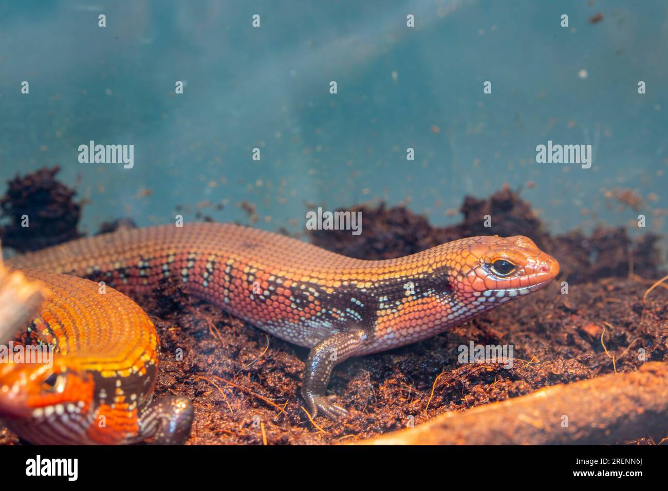 The fire skink (Mochlus fernandi) is a fairly large skink, a species of ...