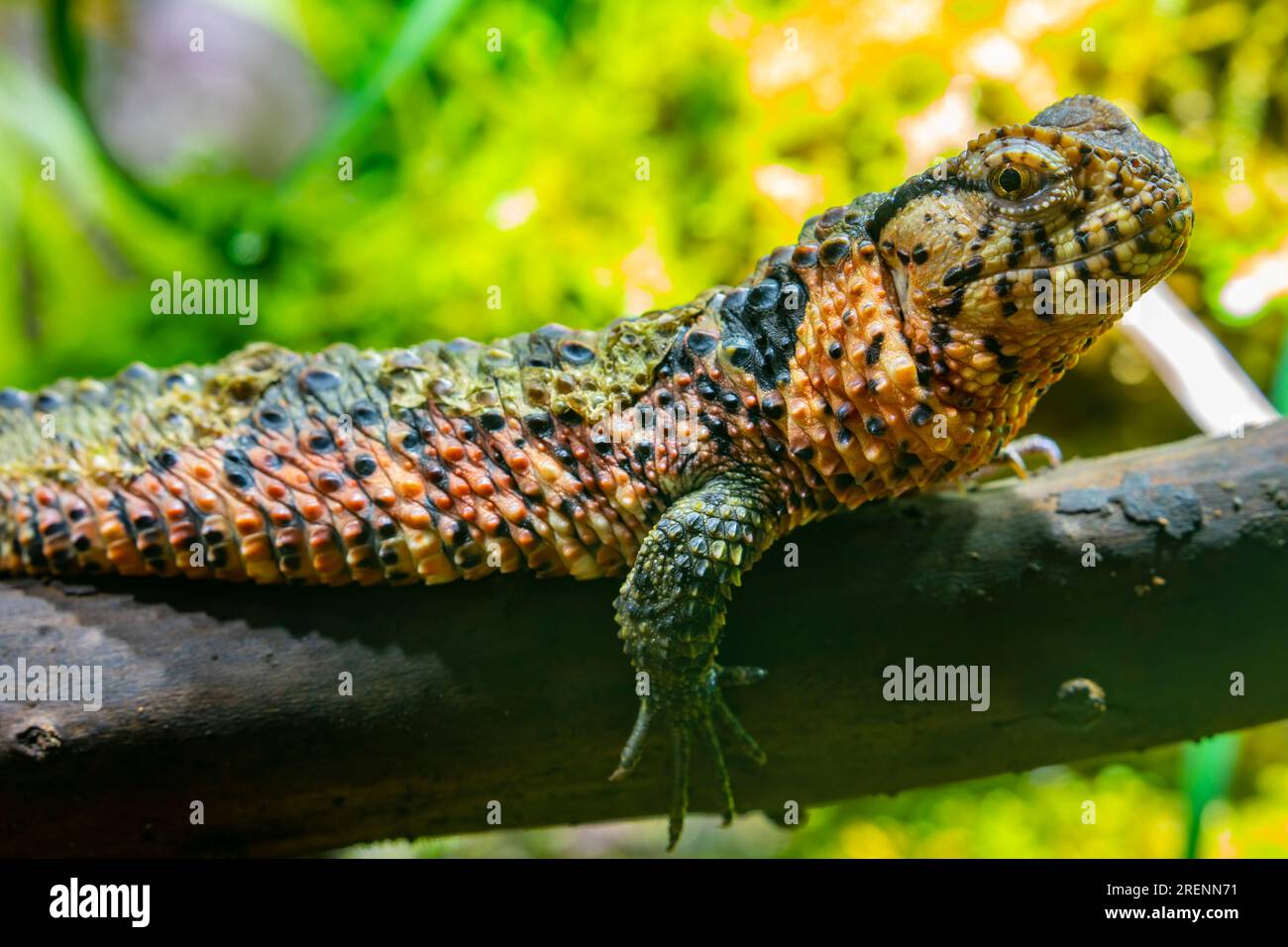 The Chinese crocodile lizard (Shinisaurus crocodilurus) is a semiaquatic lizard found only in ...