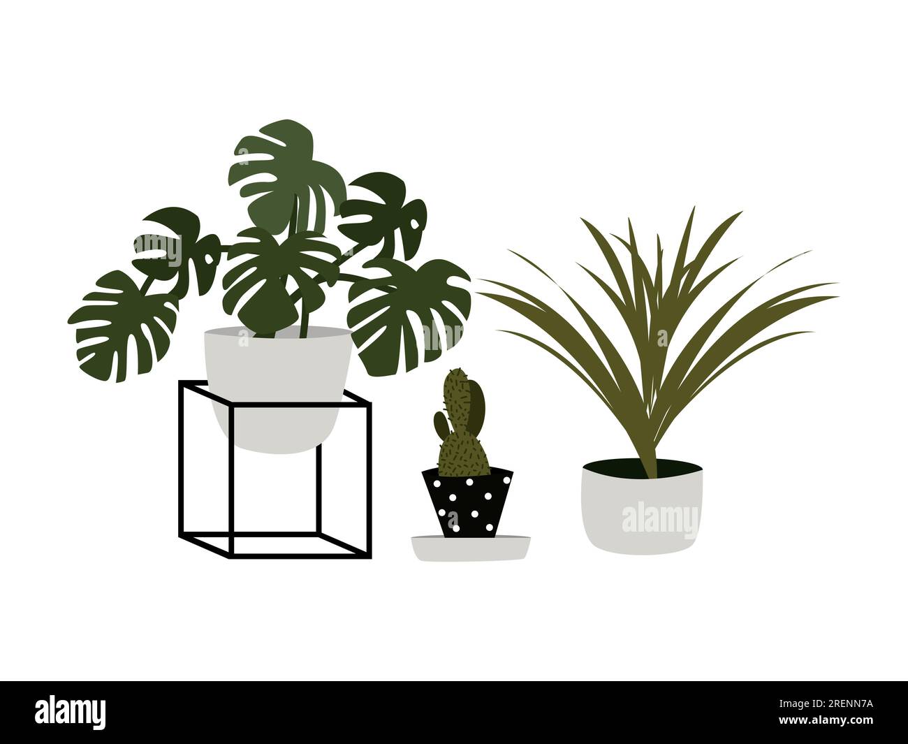 potted plant nature foliage home decoration evergreen eco friendly cozy ...