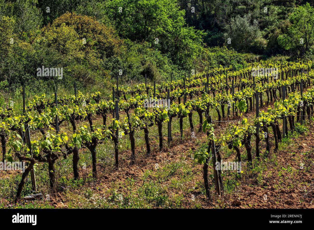Old grape vine steam hi-res stock photography and images - Alamy