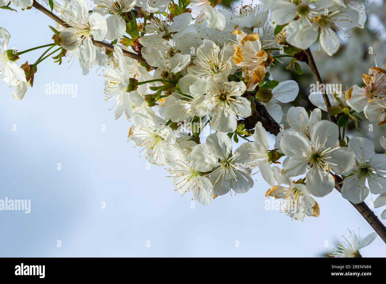 Branches of flowering plum tree hi-res stock photography and images - Alamy