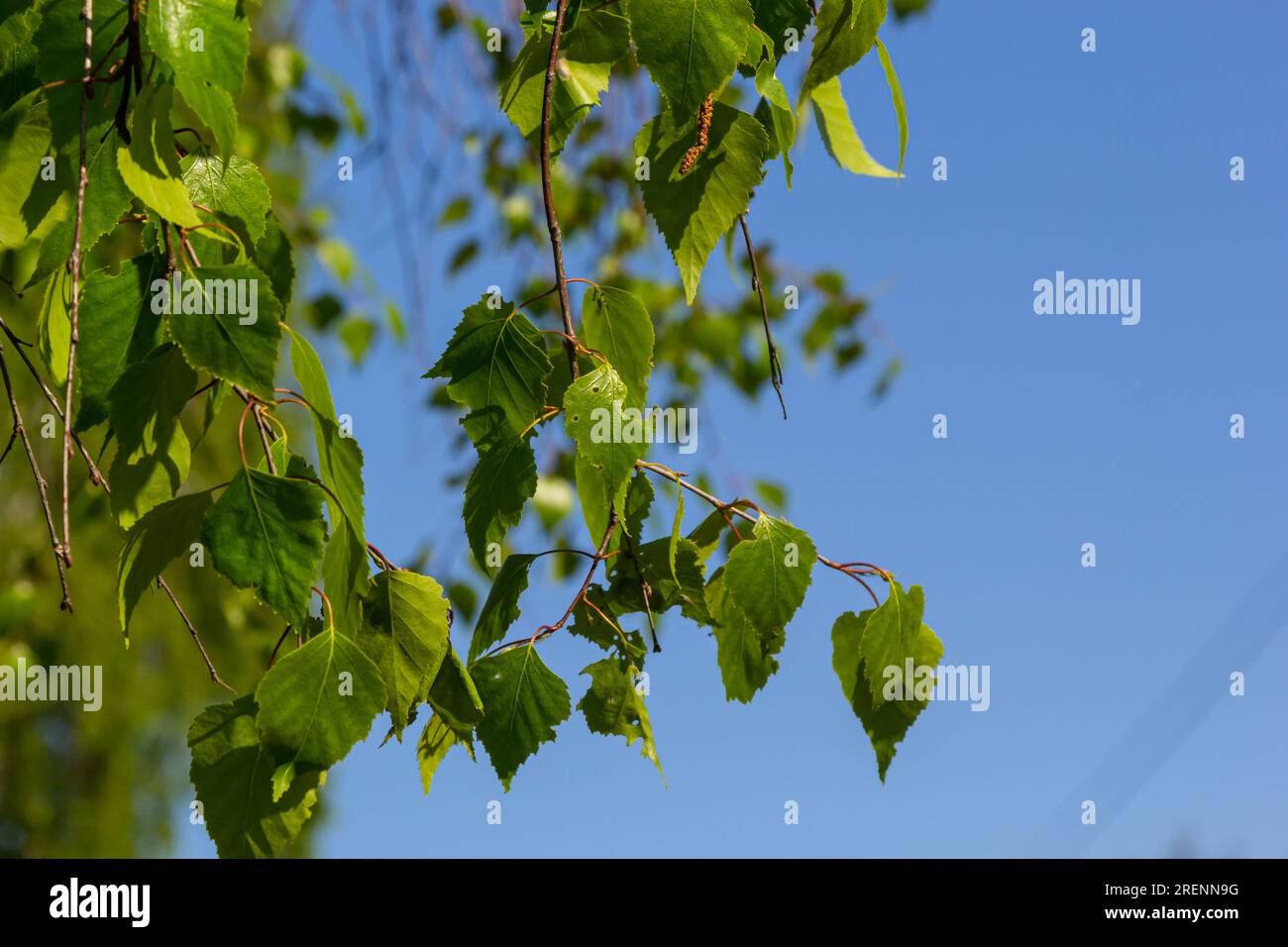green spring leaves on a branch. birch leaves. birch branches, tree in ...