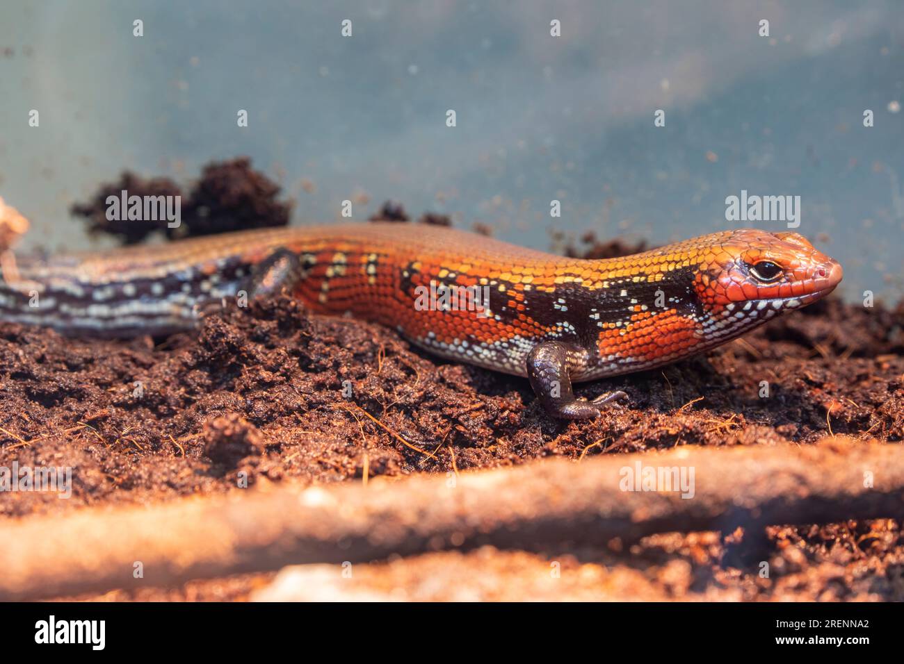 The fire skink (Mochlus fernandi) is a fairly large skink, a species of ...