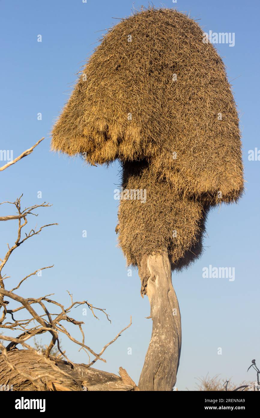 A Sociable Weaver Nest, completely enclosing the top of a dead tree in ...