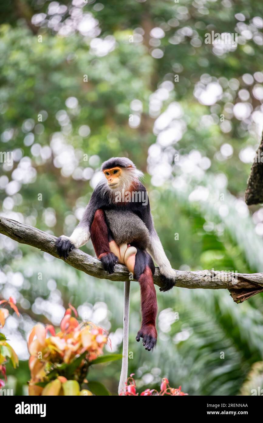 The red-shanked douc (Pygathrix nemaeus), is a species of Old World ...