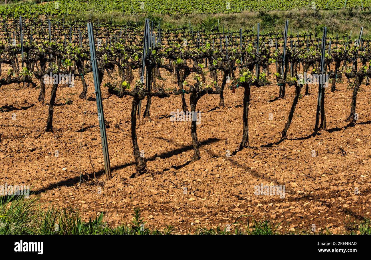 Old grape vine steam hi-res stock photography and images - Alamy