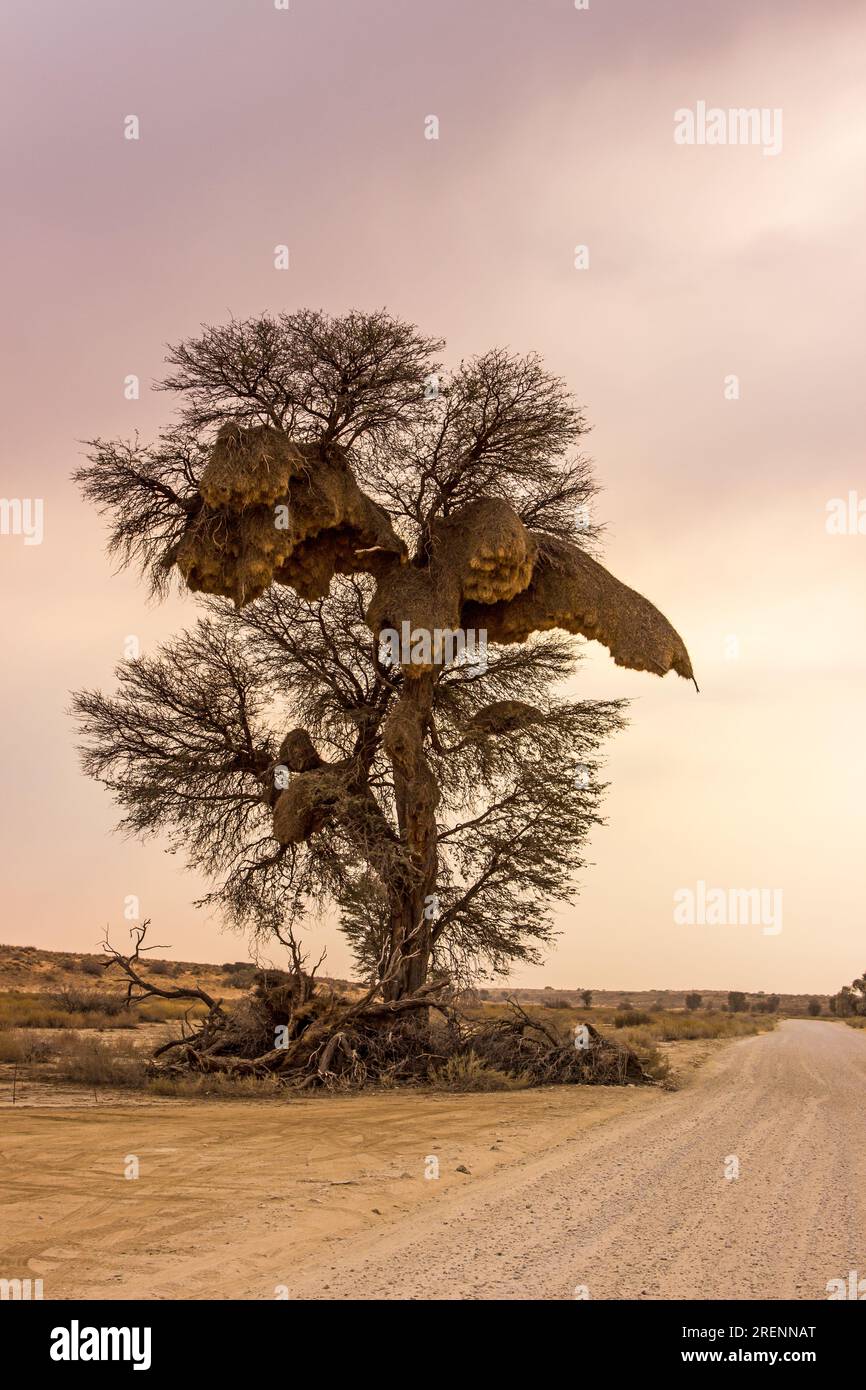 Iconic Kalahari Tree at dawn Stock Photo - Alamy
