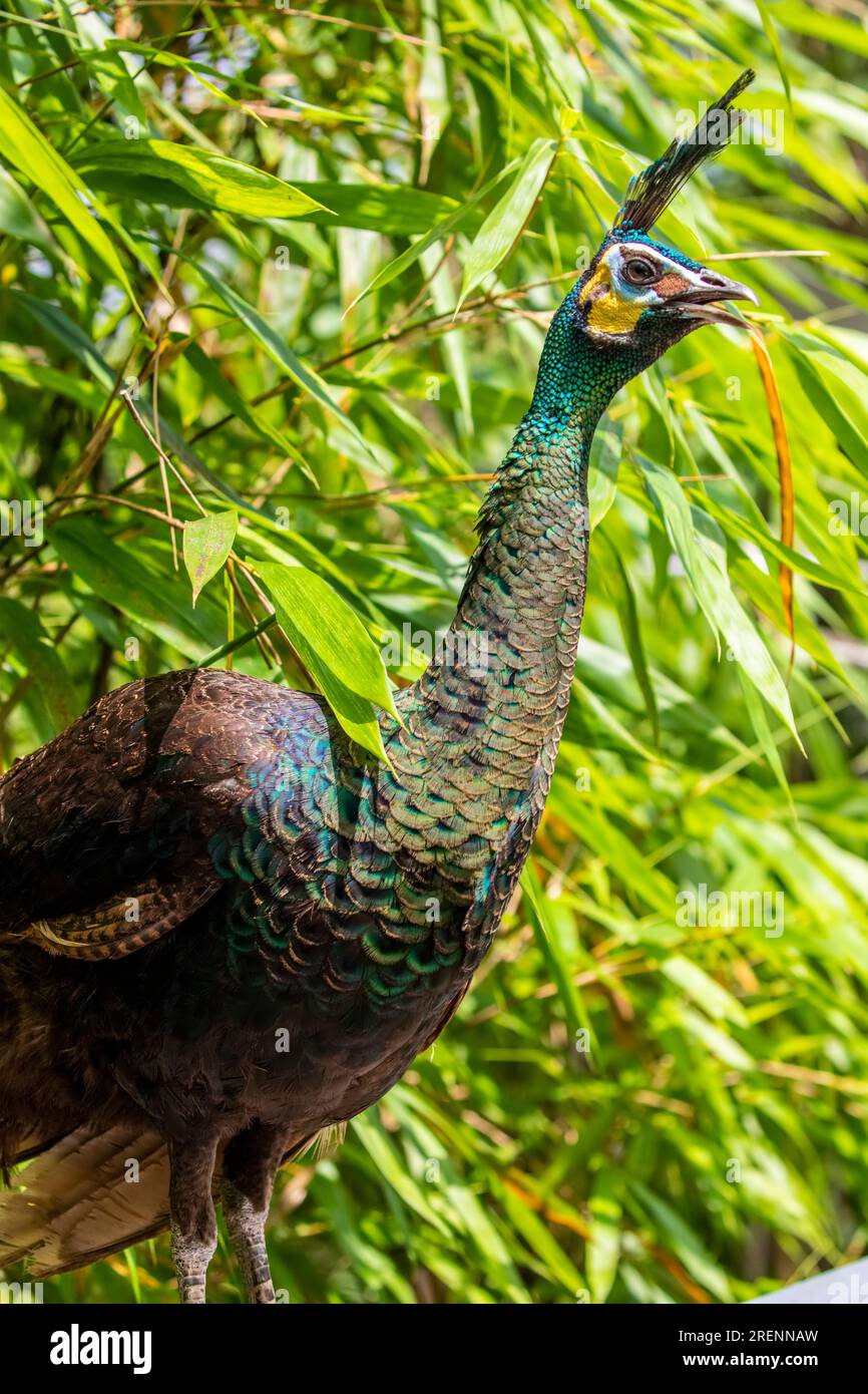 The green peafowl (Pavo muticus), it is a peafowl species native to the ...