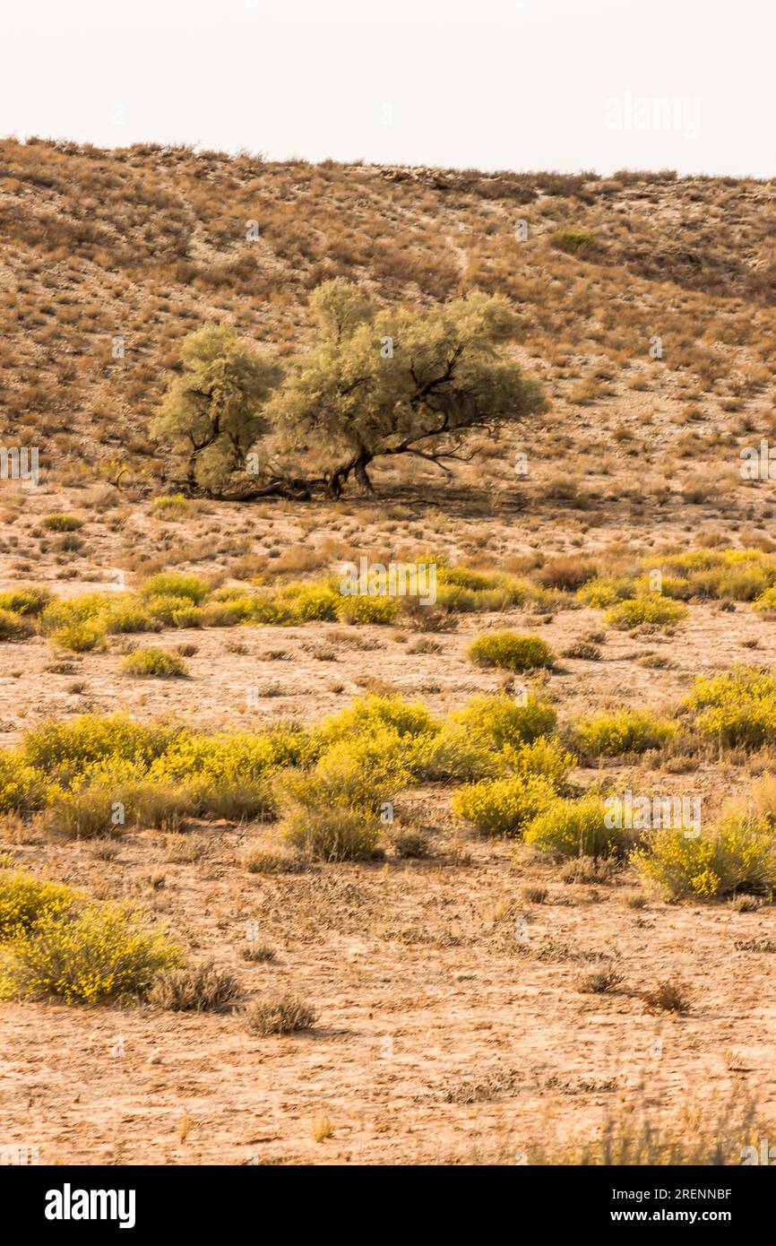 Yellow desert shrub hi-res stock photography and images - Alamy