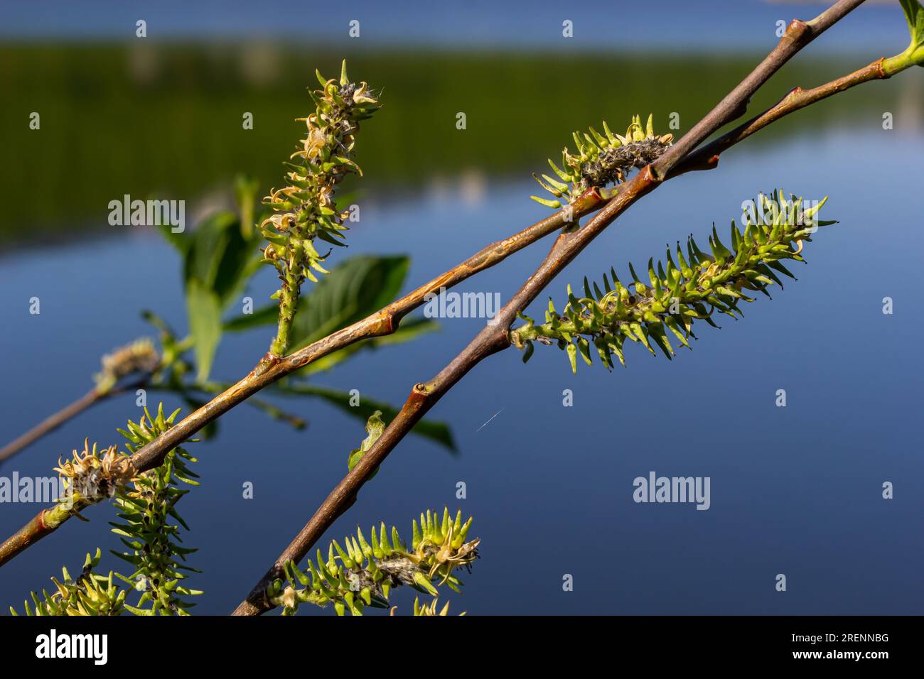 Flowers of Salix viminalis in sunny day. Blossom of the basket willow ...