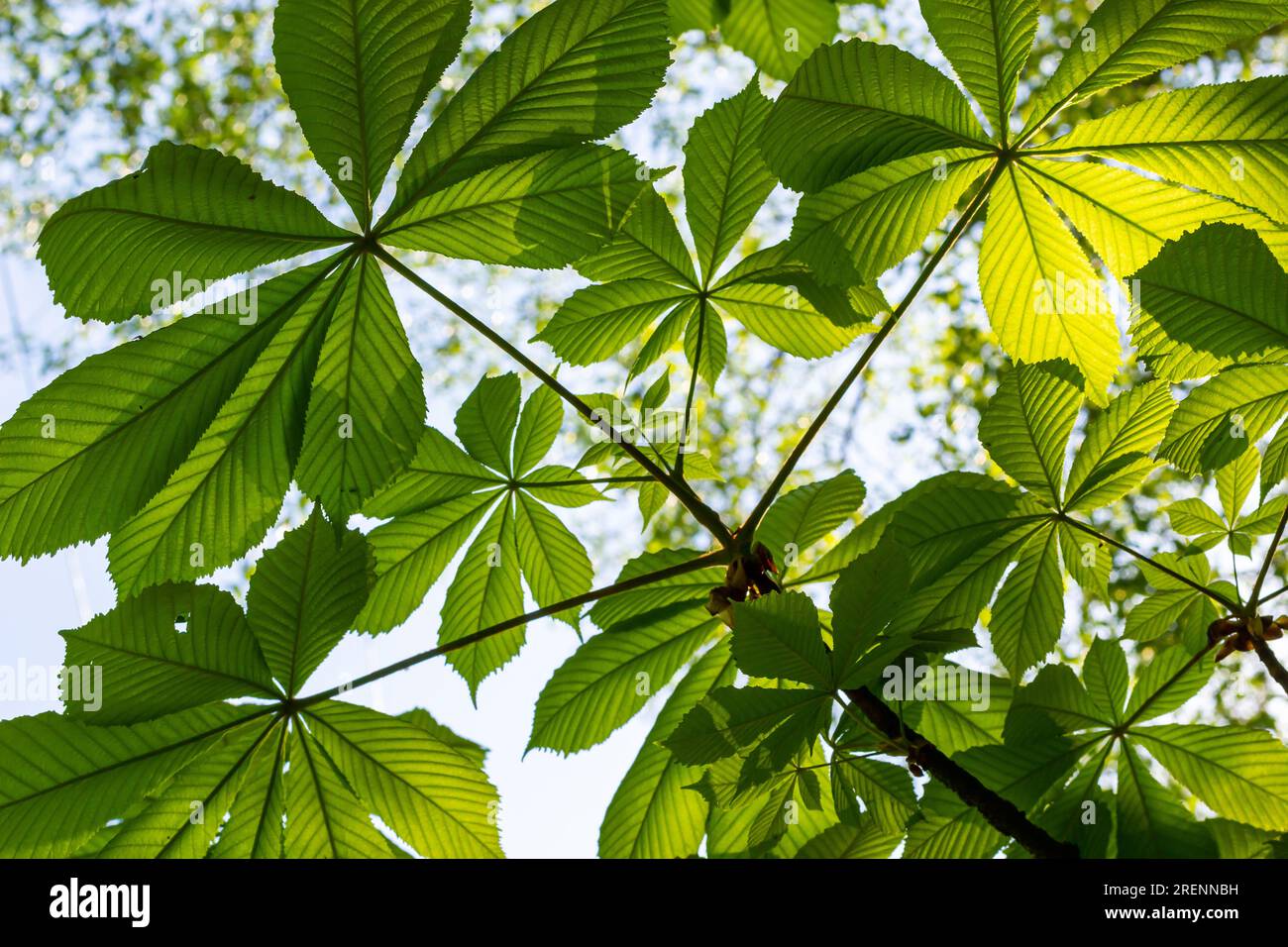 Green Chestnut Leaves in beautiful light. Spring season, spring colors ...