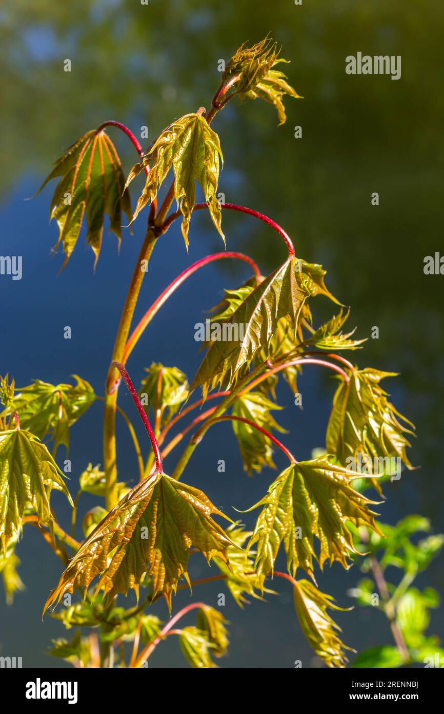 Very young maple tree in the forest in spring hi-res stock photography ...