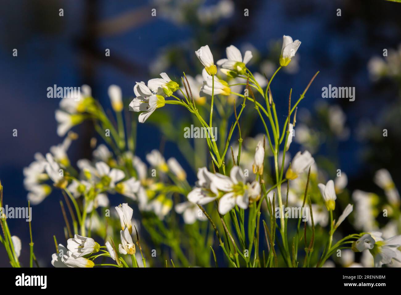 Cardamine amara, known as large bitter-cress. Spring forest. floral ...
