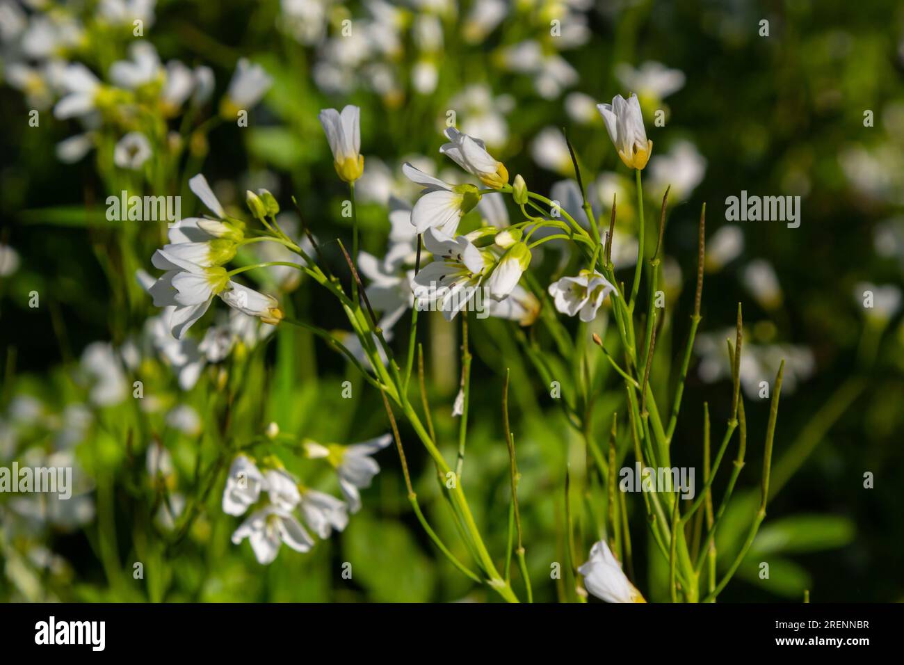 Cardamine amara, known as large bitter-cress. Spring forest. floral ...