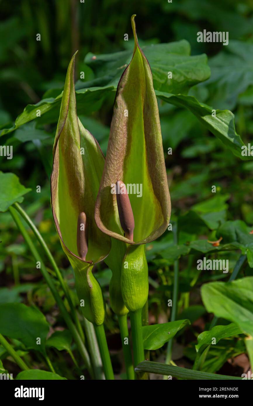 Cuckoopint or Arum maculatum arrow shaped leaf, woodland poisonous ...