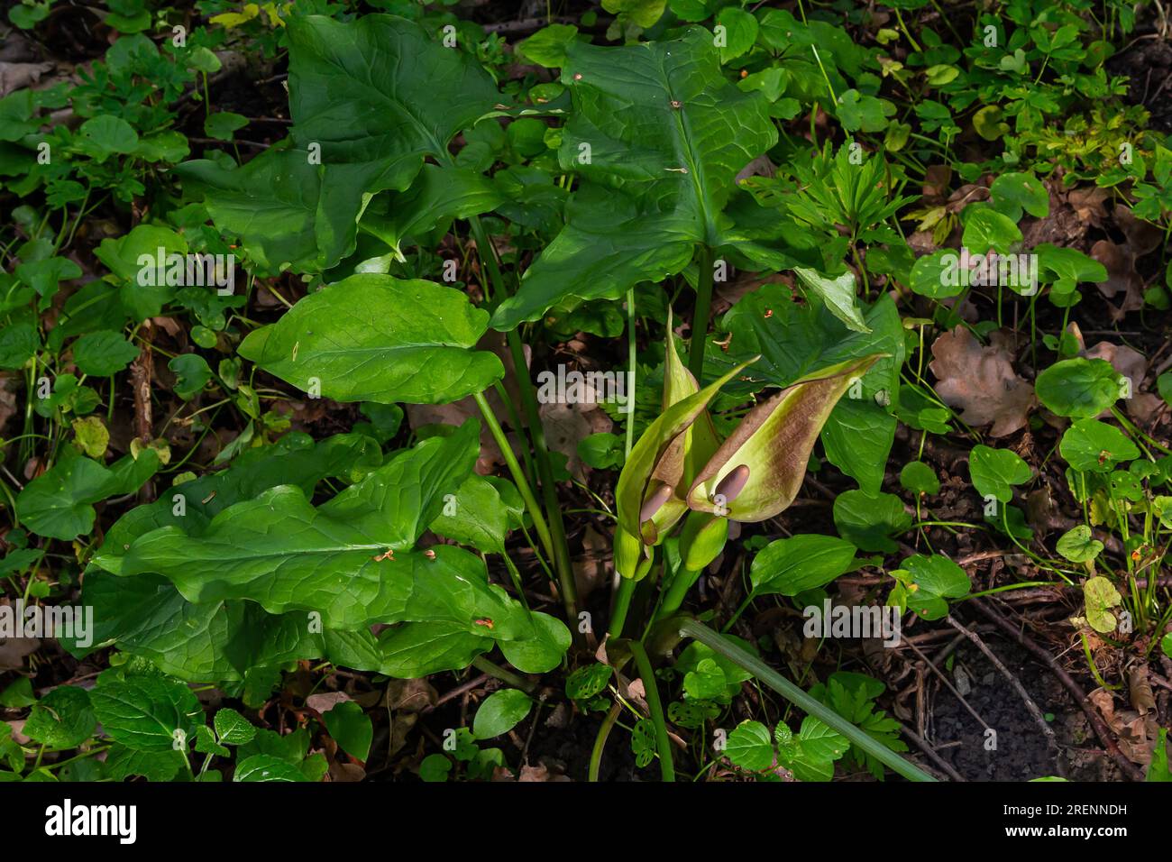 White arum lily leaves hi-res stock photography and images - Alamy