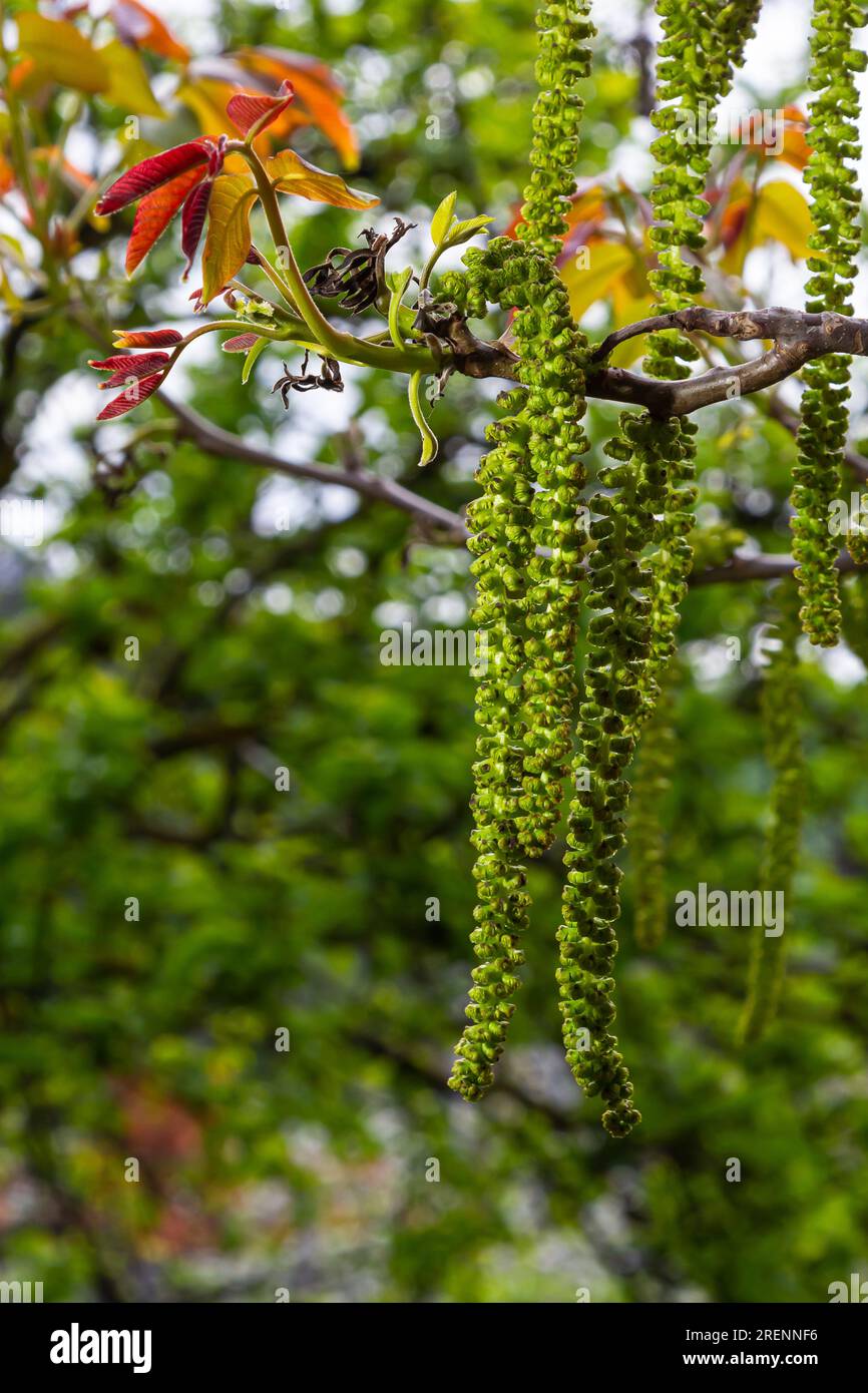 Walnut twig in spring, Walnut tree leaves and catkins close up. Walnut ...