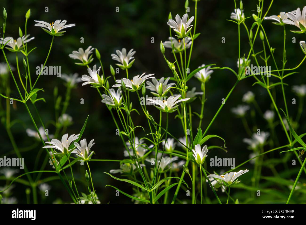 Greater stitchwort green background hi-res stock photography and images ...