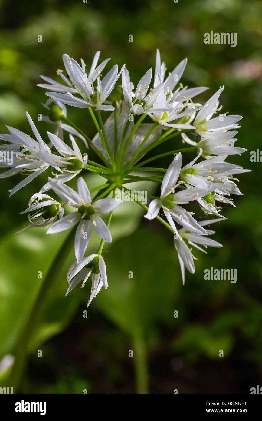 Beautiful blooming white flowers of ramson - wild garlic Allium ursinum ...