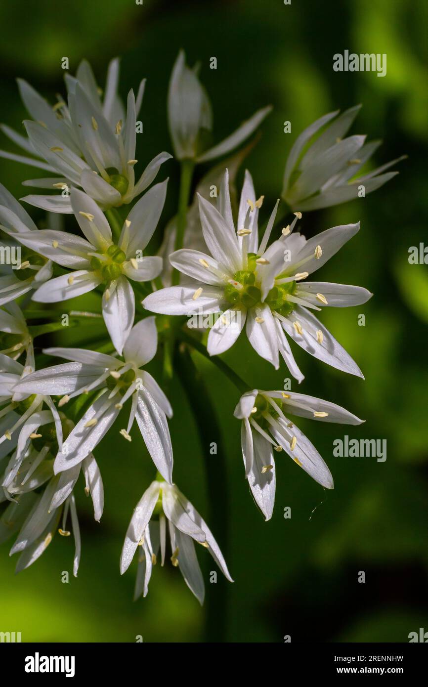 Beautiful blooming white flowers of ramson - wild garlic Allium ursinum ...
