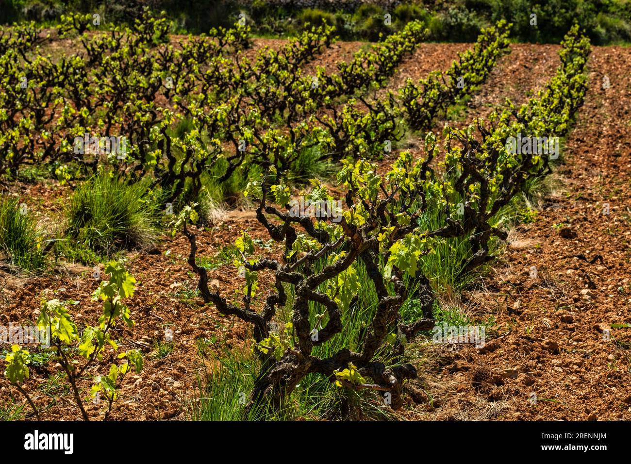 Old grape vine steam. Landscape with vineyards. Garraf, province ...