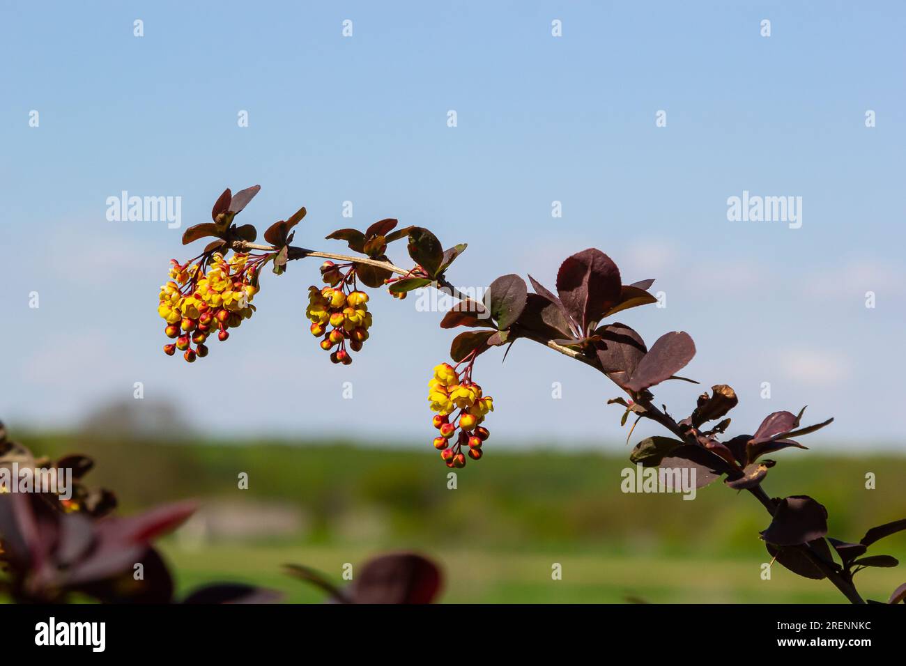 Berberis thunbergii japanese barberry ornamental flowering shrub, group ...