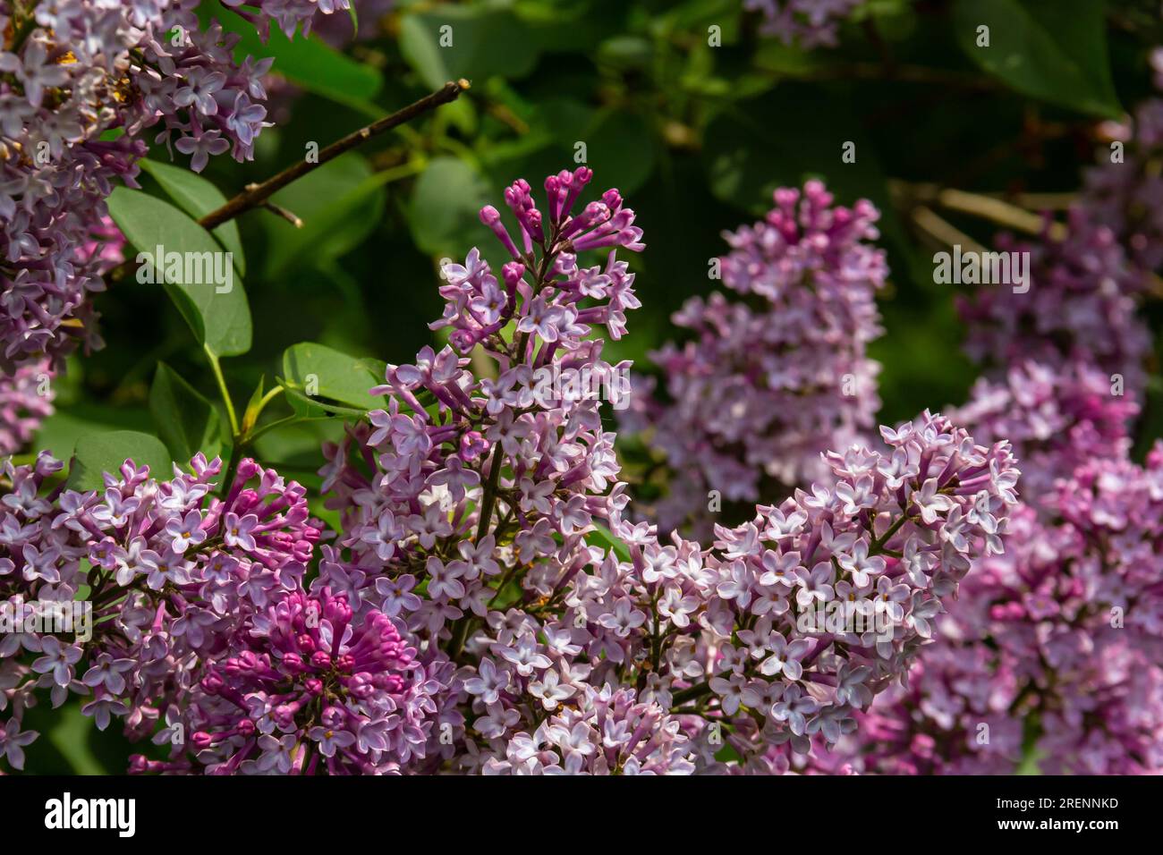 Branches with Lilac buds. Purple Syringa tree flower. Young leaves and ...