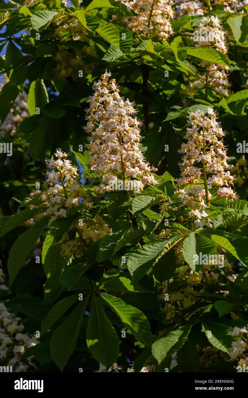 Cluster with white chestnut flowers. White chestnut blossom with tiny tender flowers and green ...