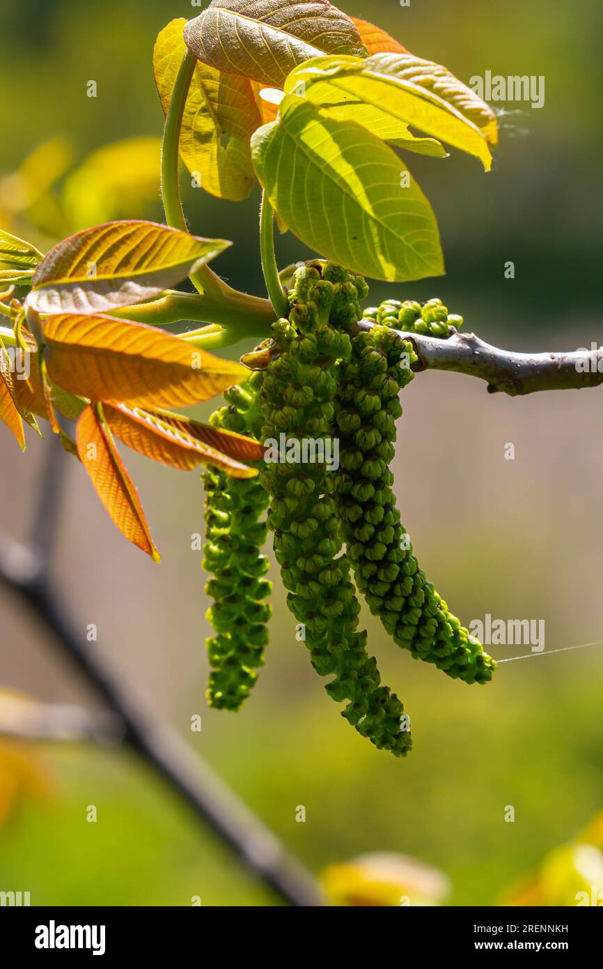 Walnut twig in spring, Walnut tree leaves and catkins close up. Walnut ...